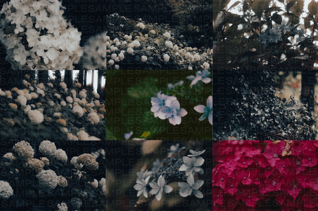 暗い花/写真素材【TRPGなどに】 - pop - BOOTH