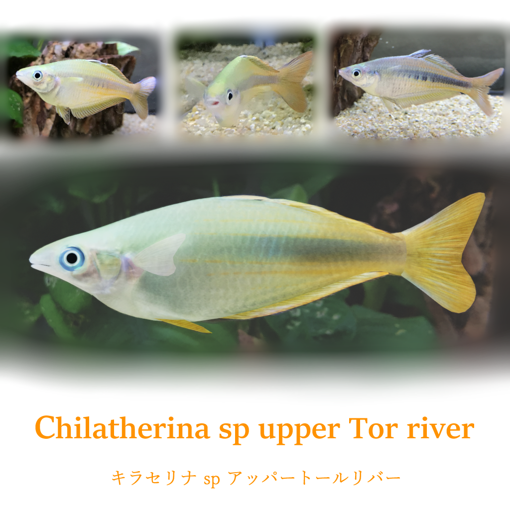 Chilatherina sp upper Tor river - いなほき計画 - BOOTH