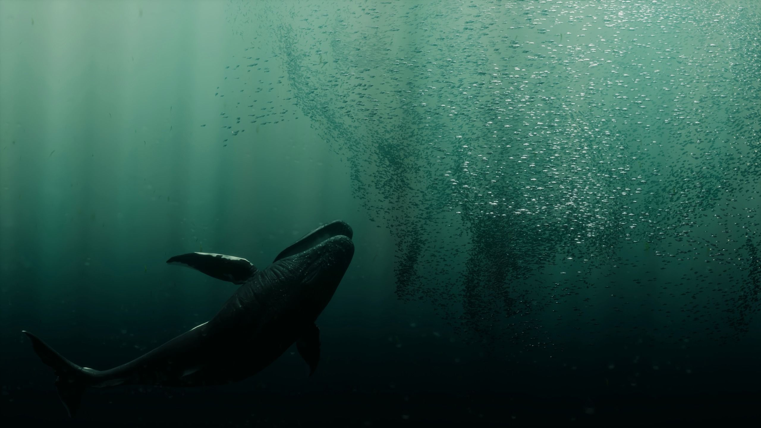 Coral And Creatures Collection fish 3D - creator studios - BOOTH