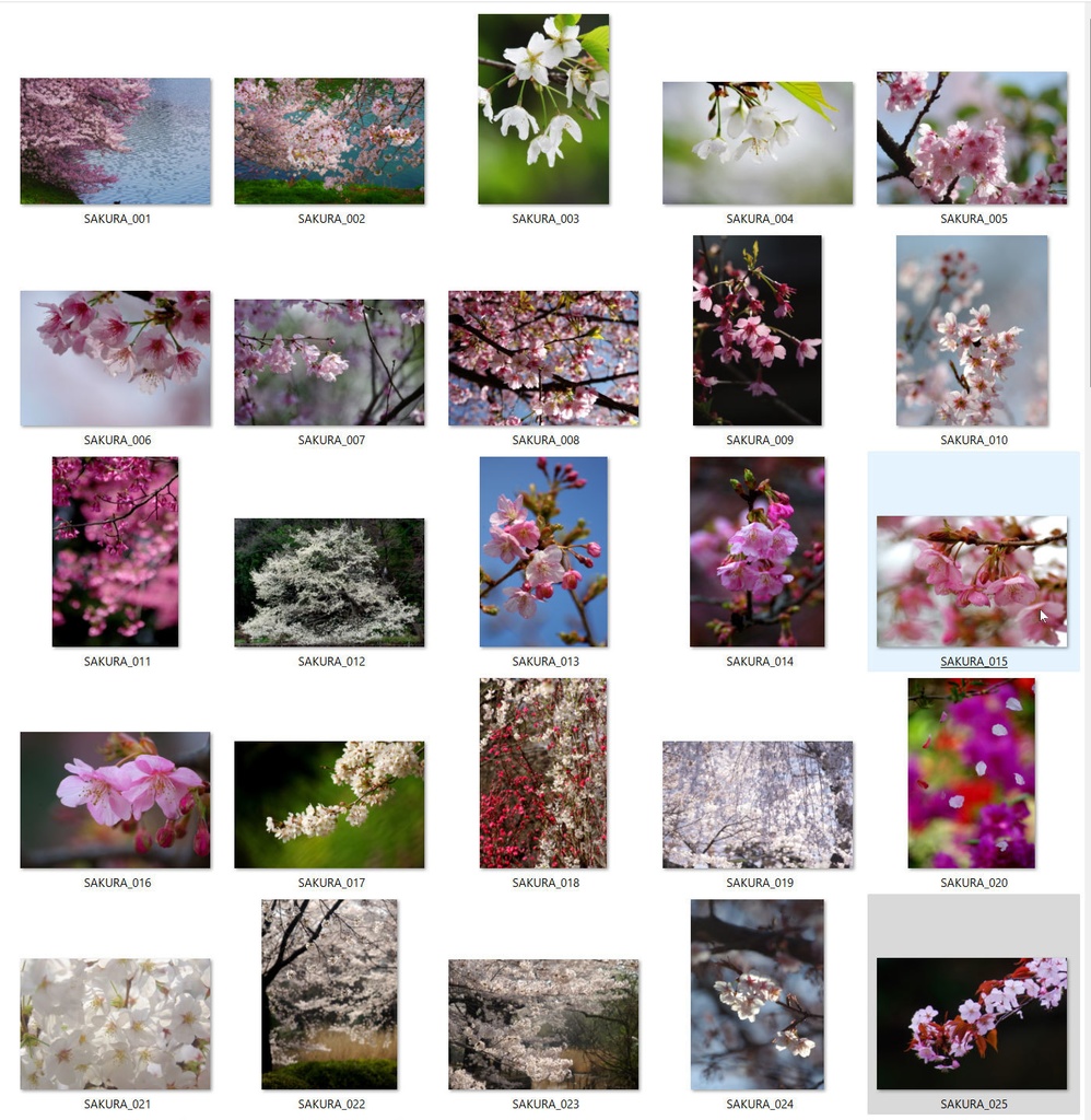 [商用可能・写真素材集]日本の美・桜の花【170枚・長辺2580px】 - Ryu_Art - BOOTH