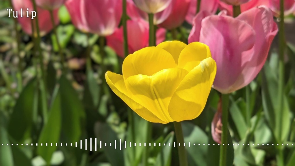 音楽素材『Tulip』BGM曲 - こはるおとの素材工房 - BOOTH