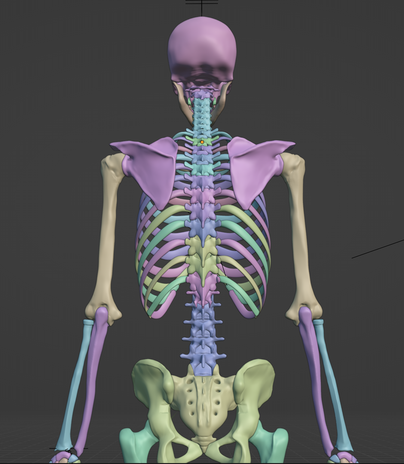 昔作った男の美術解剖学モデル - krrk anatomy - BOOTH