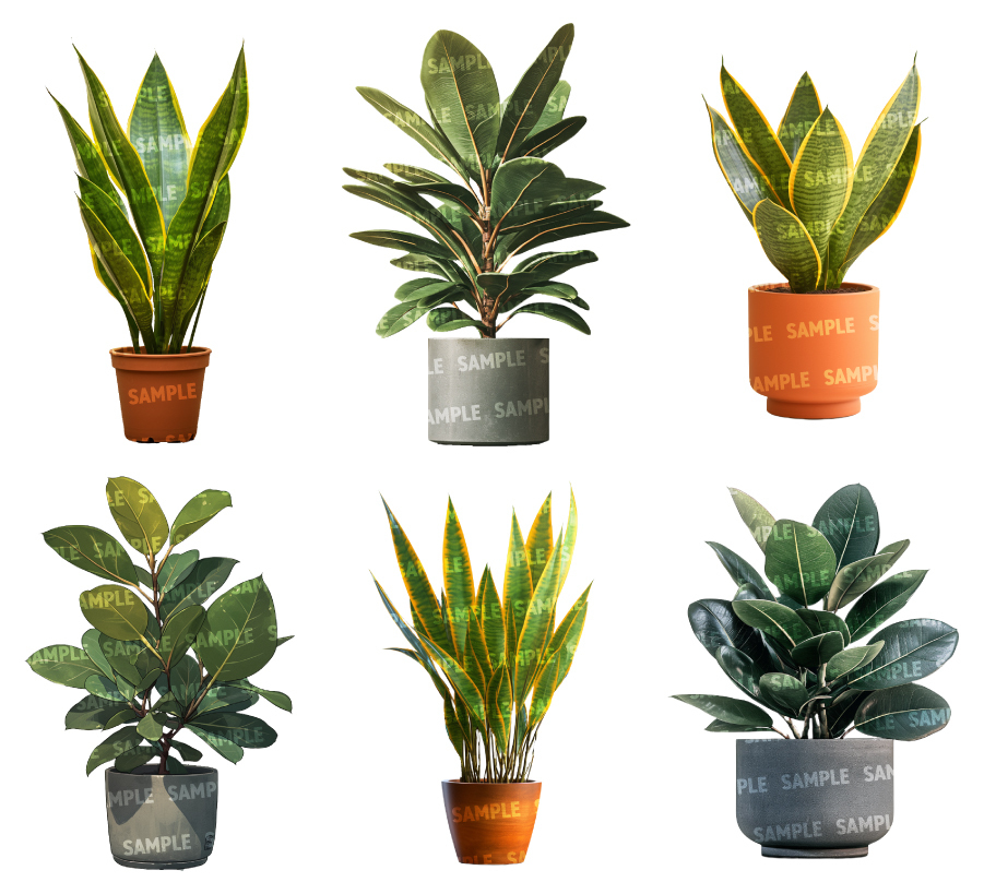 【透過素材50点】観葉植物（png） - sozaiya-create - BOOTH