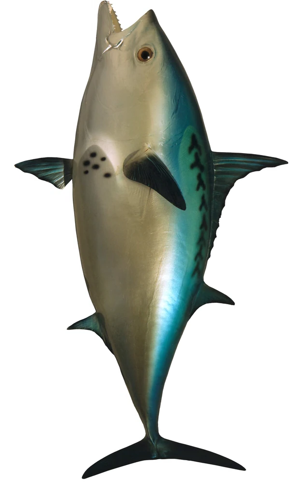 SpongeBob Announcer Fish Live2D Model - elitepotato - BOOTH