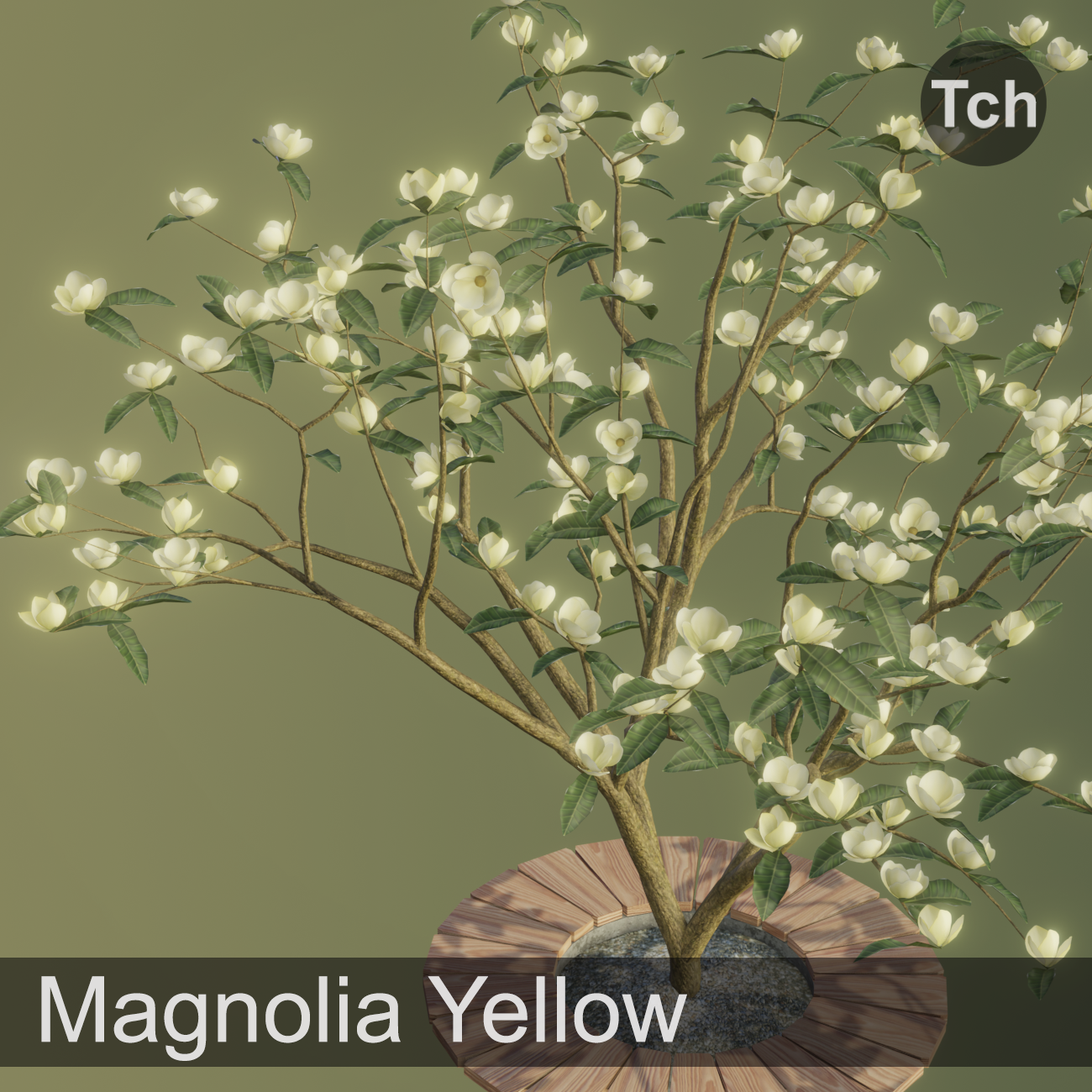 Yellow magnolia tree (3D) || マグノリア イエロー (3D) - tochechka - BOOTH