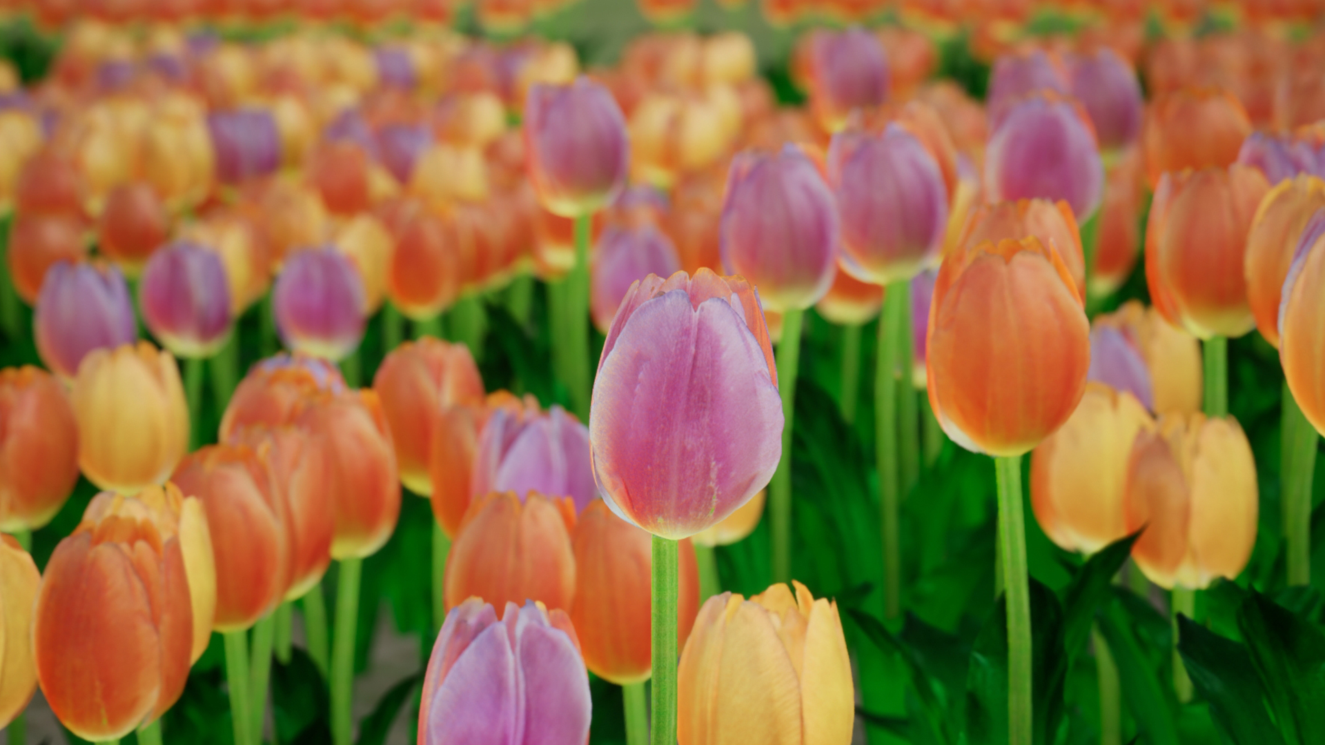 8k Game Ready Realistic 4 Color Tulip チューリップ3D Pack - FlexyPlant3D - BOOTH