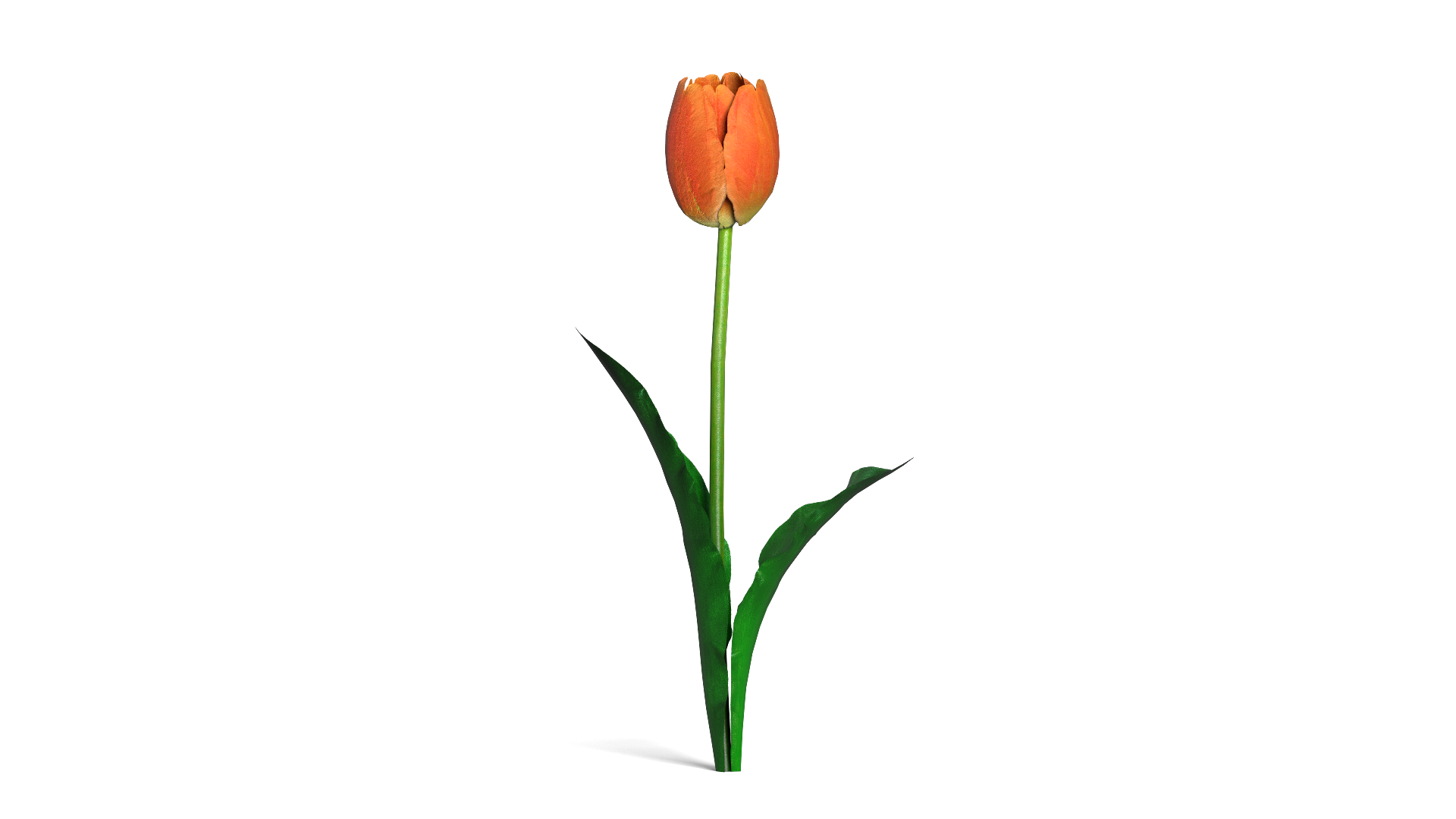 8k Game Ready Realistic 4 Color Tulip チューリップ3D Pack - FlexyPlant3D - BOOTH