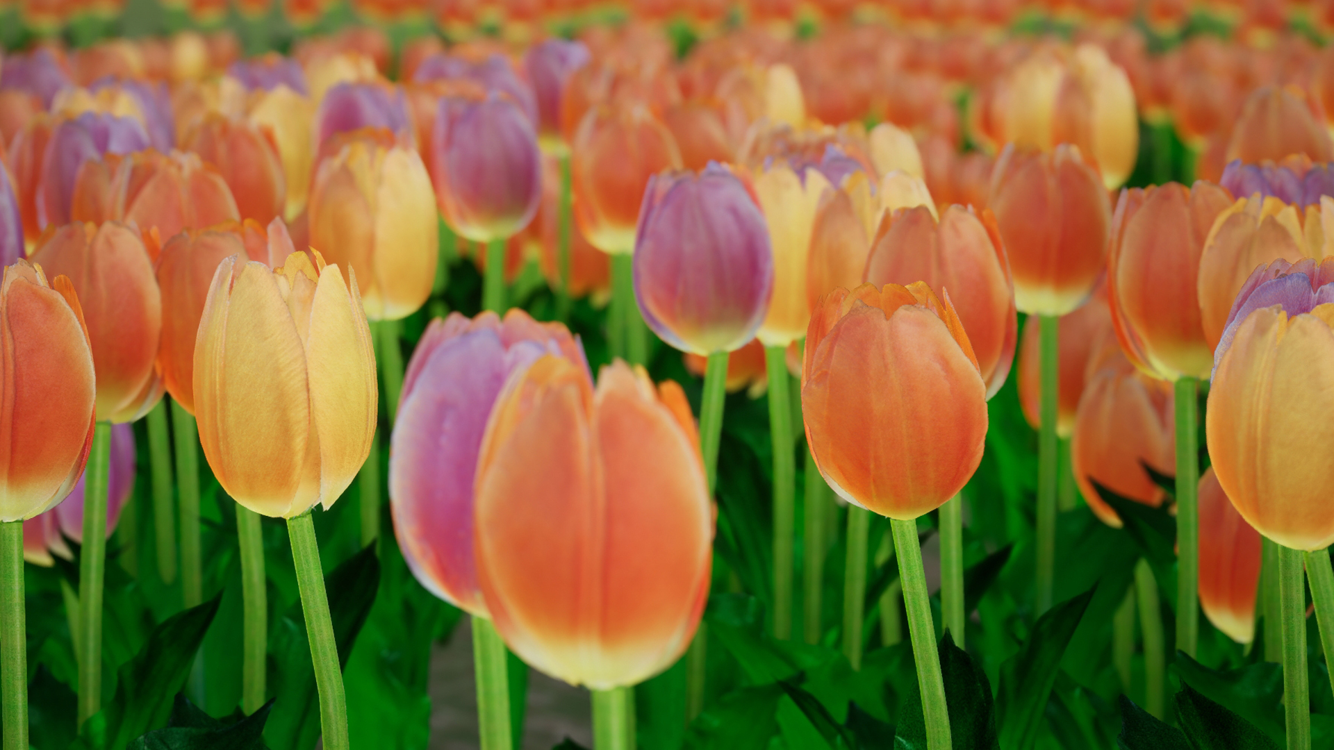 8k Game Ready Realistic 4 Color Tulip チューリップ3D Pack - FlexyPlant3D - BOOTH