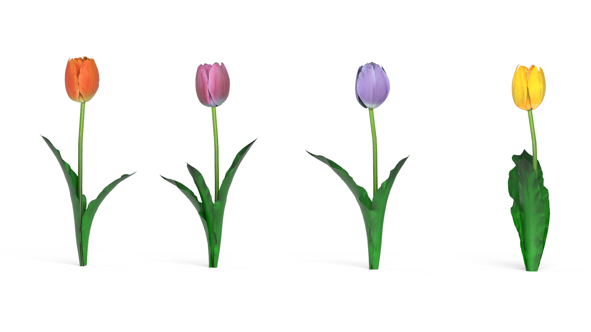 8k Game Ready Realistic 4 Color Tulip チューリップ3D Pack - FlexyPlant3D - BOOTH
