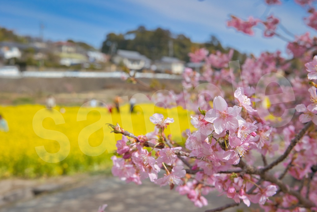 「何かの背景とかに使えそうな春の写真」21枚セット 商用利用可 - haruka-haruno-v - BOOTH