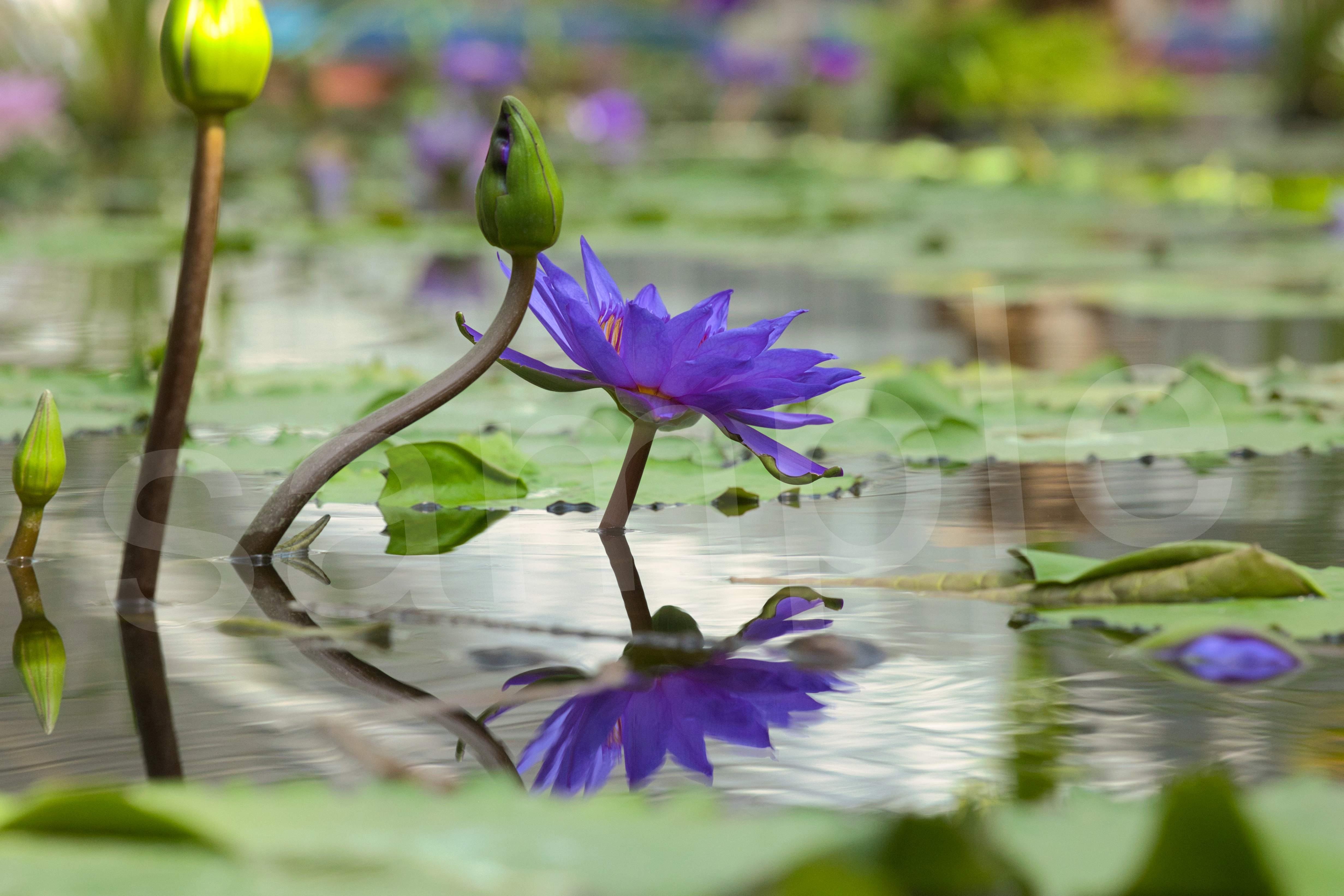 「何かの背景とかに使えそうな写真6」26枚セット 商用利用可 - haruka-haruno-v - BOOTH