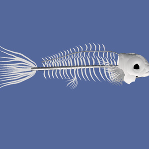 ジェクト爺さん【VRoidモデル】 - アンブラ＆ルーメン{Umbra＆lm} - BOOTH