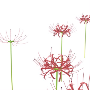 NoyちゃんSDK3対応セット - はくろ倉庫 - BOOTH