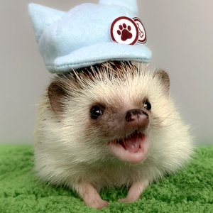 ハリネズミのHats & Caps 人気の同人グッズ7点を通販！話題のアニメやデザインから個性的で被らないアイテムが見つかる - BOOTH
