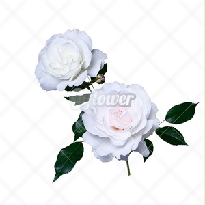 【動画素材】パーティクル/キラキラ背景動画【4K】 - santen_ya - BOOTH