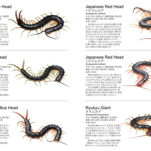 ムカデ図鑑 THE CENTIPEDE sec.1 Asian Scolopendra - Terminal Legs - BOOTH