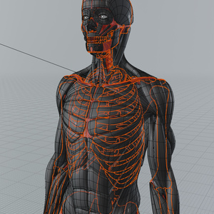 ケロロケ美術解剖学モデル - krrk anatomy - BOOTH