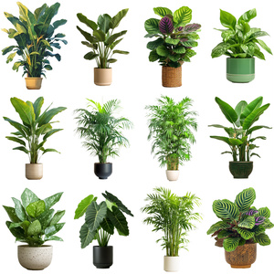 【透過済50点】中華料理｜イラスト素材【png】 - sozaiya-create - BOOTH