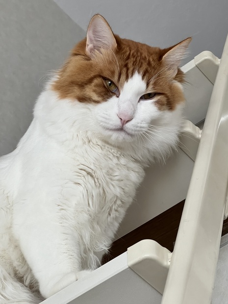 sangbiao - realink - BOOTH