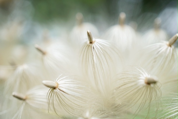 「ふわふわの巣 Nest of Fluffy」アルミフレーム サイズ A2 (594X420mm) 2017年作成 - 山咲めぐみ - BOOTH