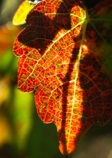 「蔦ステンドグラス Ivy stained glass」アルミフレーム A2 (594X420mm) 2017年作成 - 山咲めぐみ - BOOTH