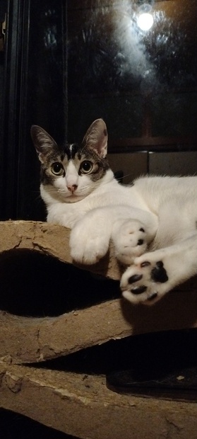 武道さん - satoh-melt - BOOTH