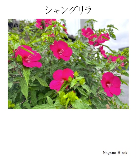 シャングリラ - ナガノ屋 - BOOTH