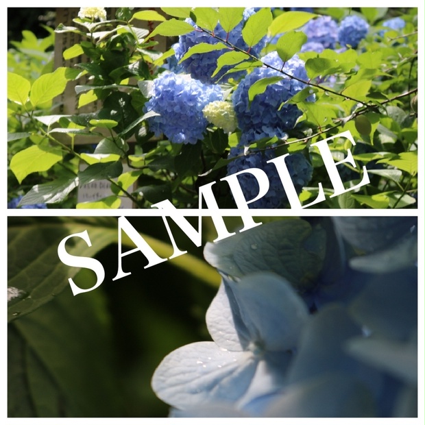 紫陽花の記憶-Hydrangea Collection- 【全23枚セット/ダウンロード販売】 - yuu-camera - BOOTH