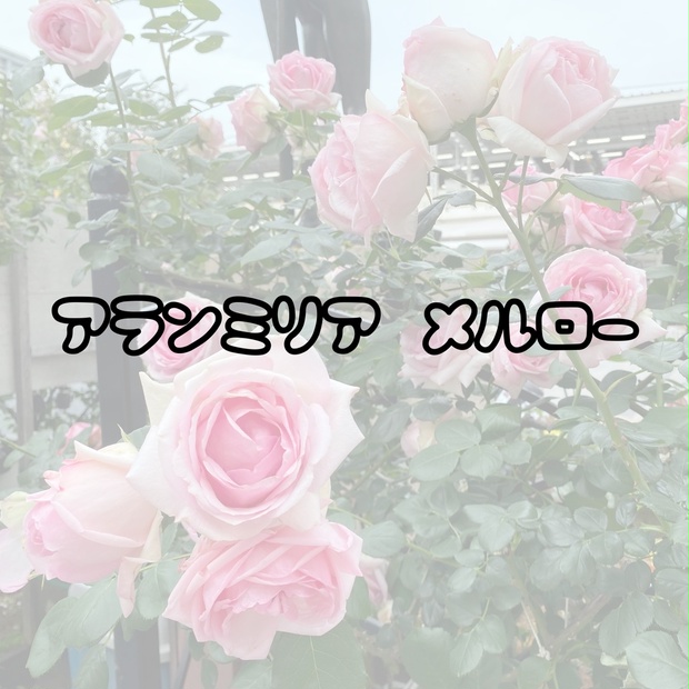 写メ🍾 - atelier chloe - BOOTH