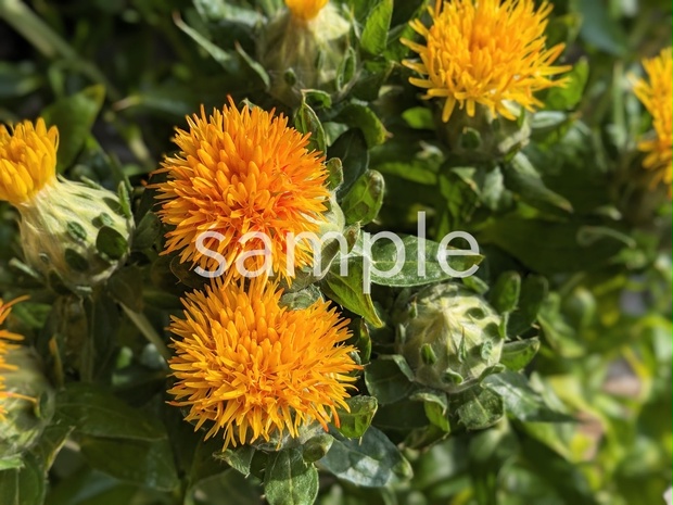 写真素材『ベニバナ2』 - こはるおとの素材工房 - BOOTH