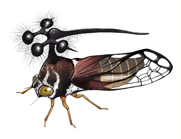 Bocydium globulare - EntomoBox - BOOTH