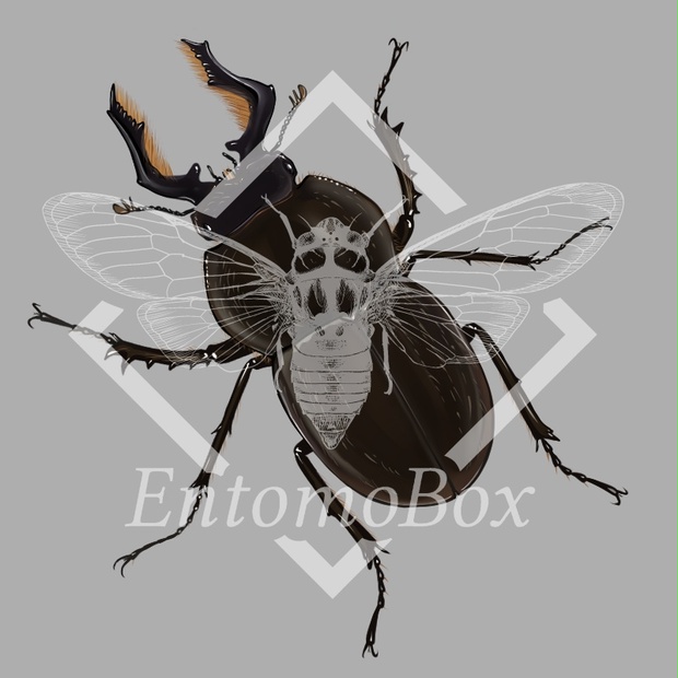 Prostreptocerus burmiticus - EntomoBox - BOOTH