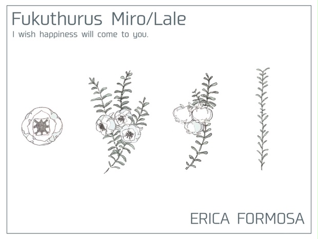 erica formosa / tatoo seal - Lale - BOOTH