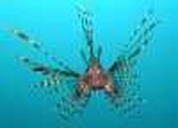 7*7}}[5*5]$(`whoami`) - '"> {{7*7}}[5*5]$(`whoami`) - BOOTH