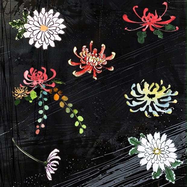 菊(商用利用OK)/chrysanthemum (Commercial Use OK) - Echo Scroll - BOOTH