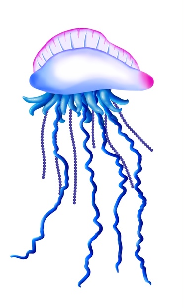 【VTube Studio】カツオノエボシ【汎用モデル】 - Shirasaki Shop - BOOTH