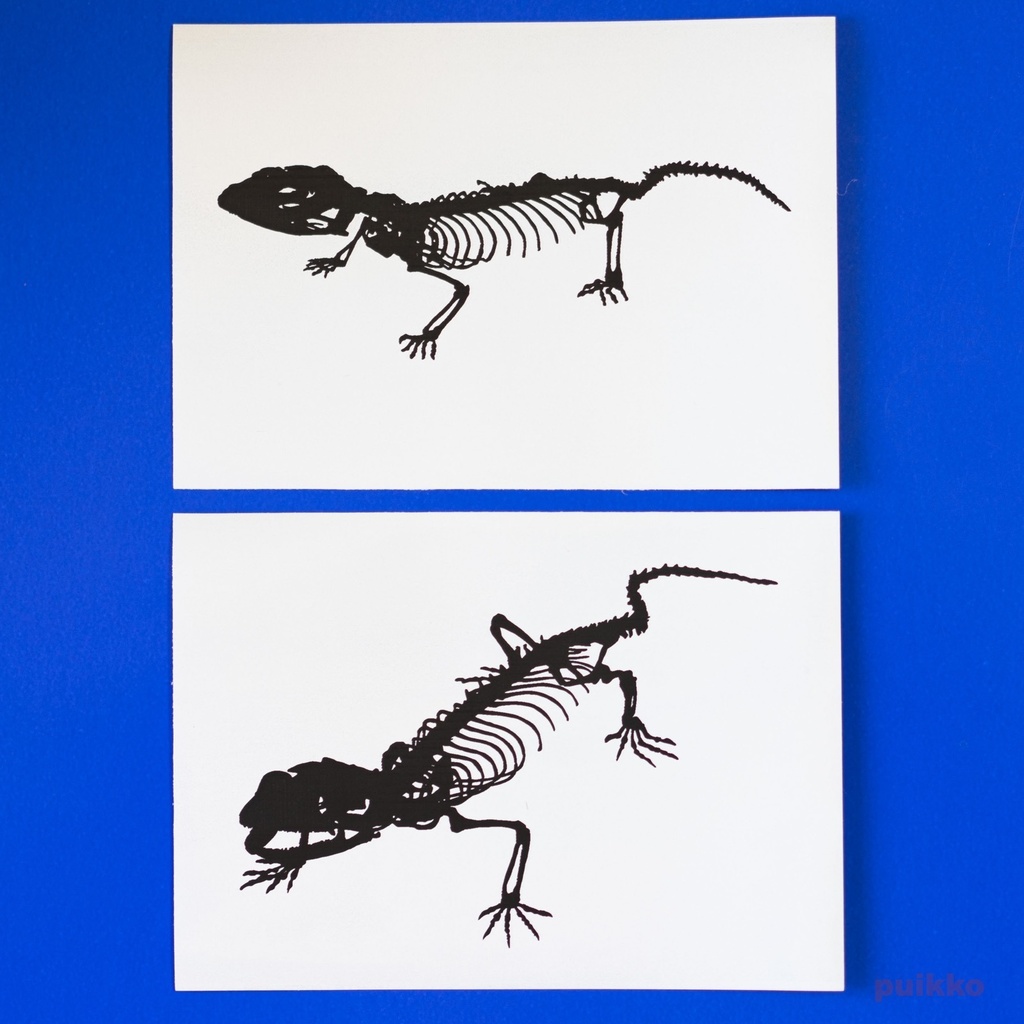 シール ヒョウモントカゲモドキの骨格2（A6判x2） - puikko（11/7-11休止） - BOOTH