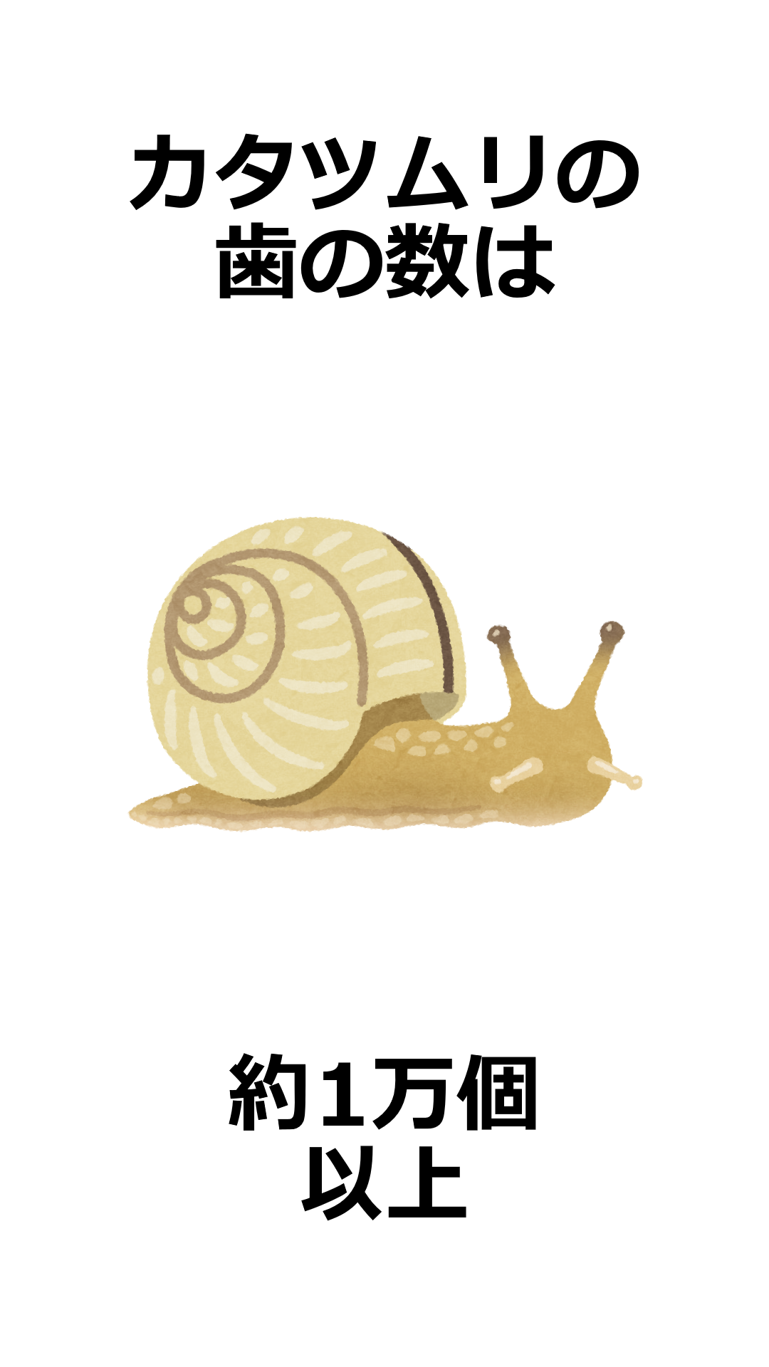 テンプレート: 雑学系動画 - もちは餅屋 - BOOTH