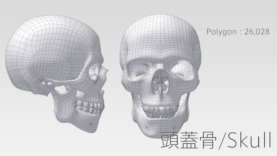 3Dデータ：頭蓋骨／Skull - em+ - BOOTH