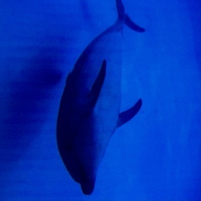 d-bacon Shop🍀 - BOOTH