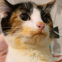 Commando Kitty - pixiv