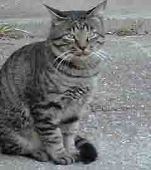 Baraniku工房 - BOOTH