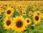 sunflower-hima - BOOTH
