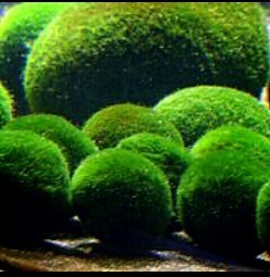 marimo-neil - BOOTH